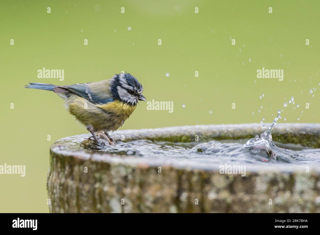A Blue Tit (Parus caeruleus)having a drink of water in the uk Stock ...