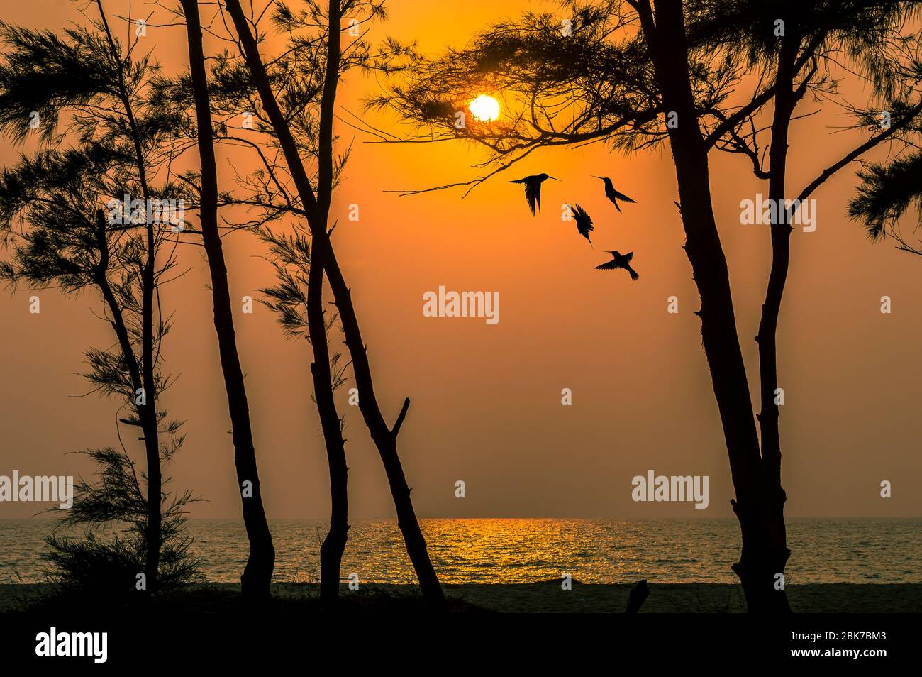 Beautiful evening on tropical hi-res stock photography and images - Alamy