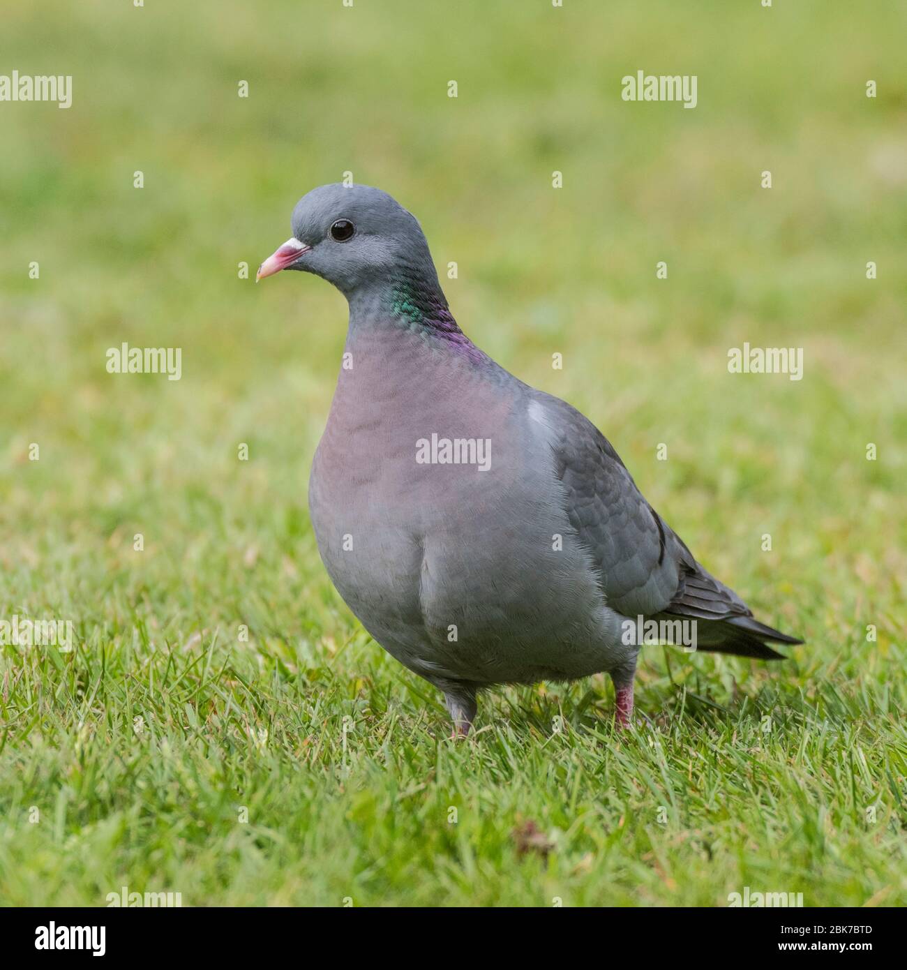 Columba oenas hi-res stock photography and images - Alamy