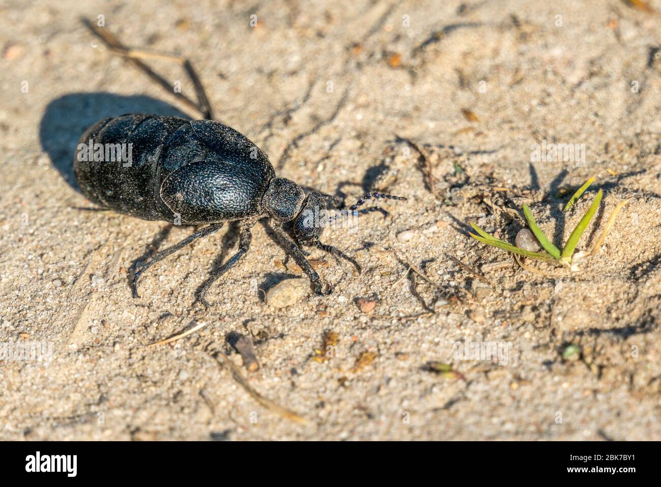Black oil beetle hi-res stock photography and images - Alamy