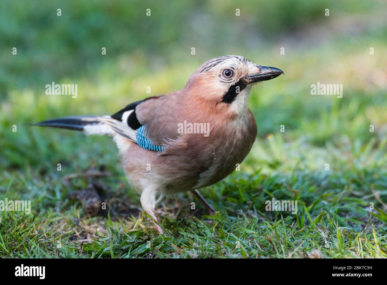 Jay bird uk hi-res stock photography and images - Alamy