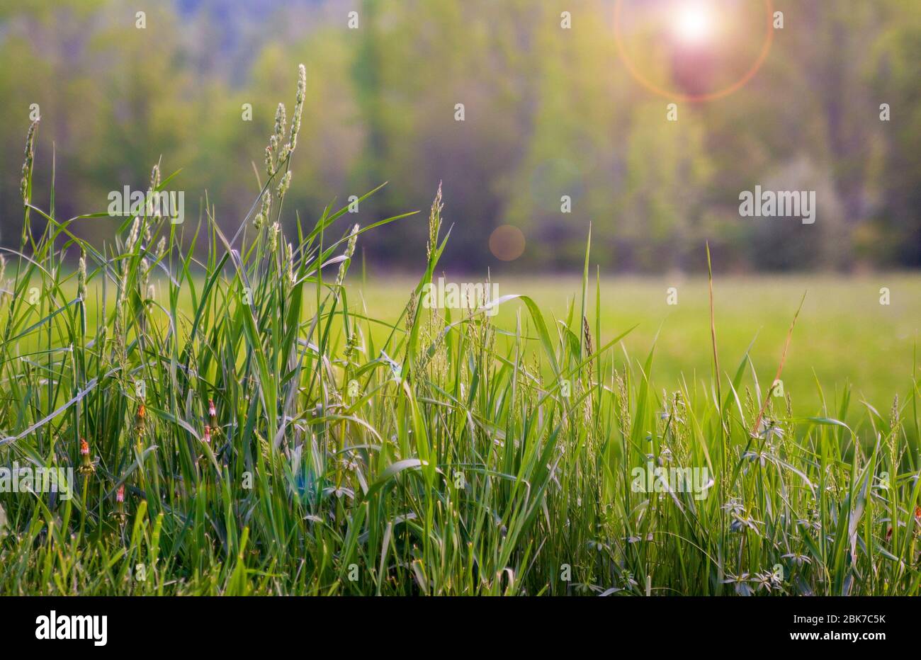 Tall grass going to flower with pasture and distant forest in ...