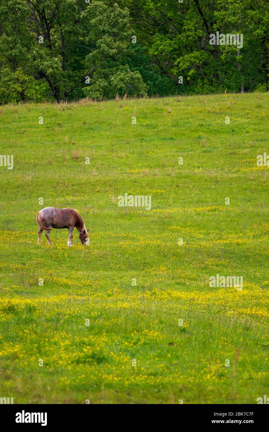 Lush green grass horse paddock hi-res stock photography and images - Alamy