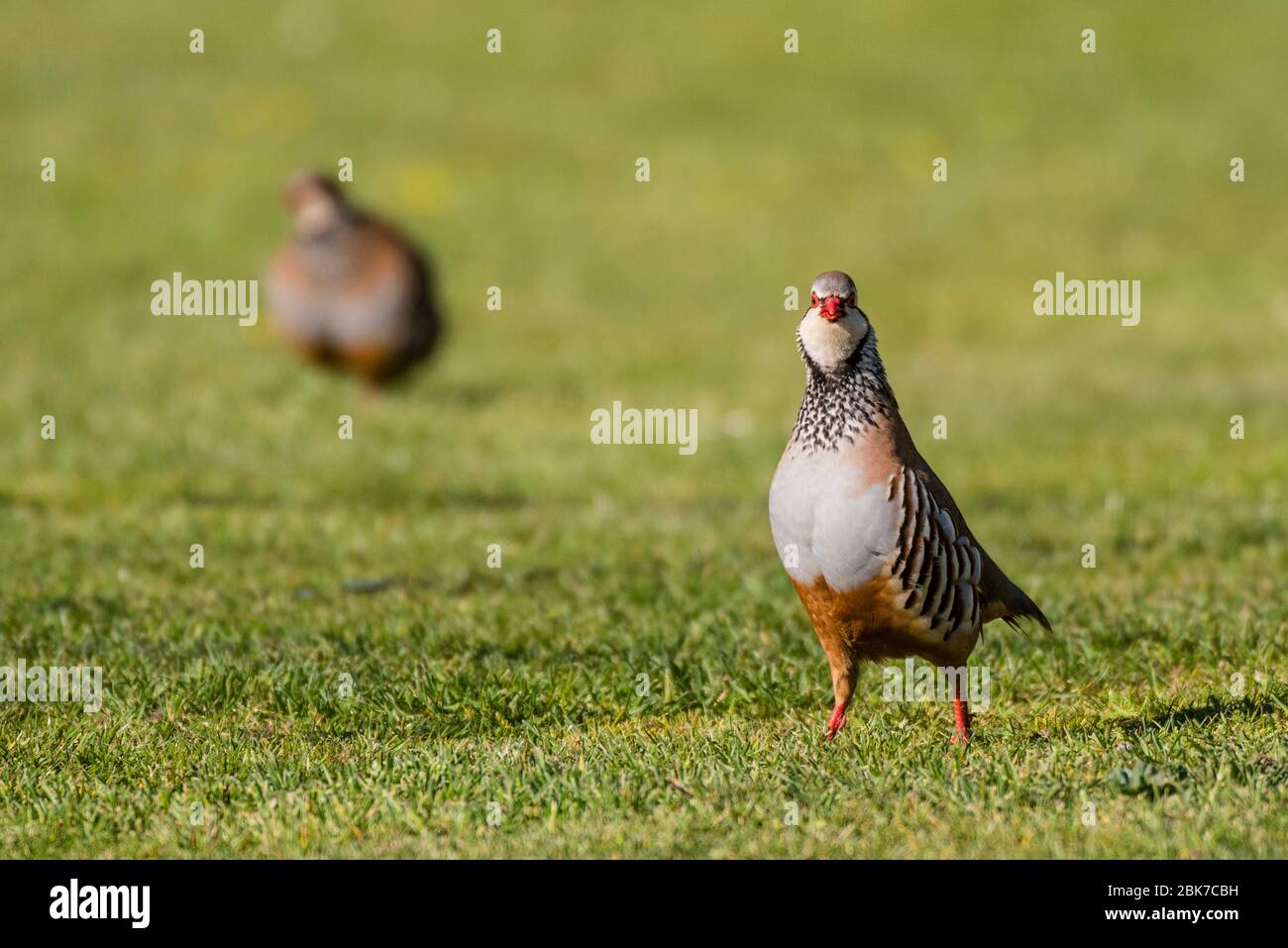 English partridge pair uk hi-res stock photography and images - Alamy