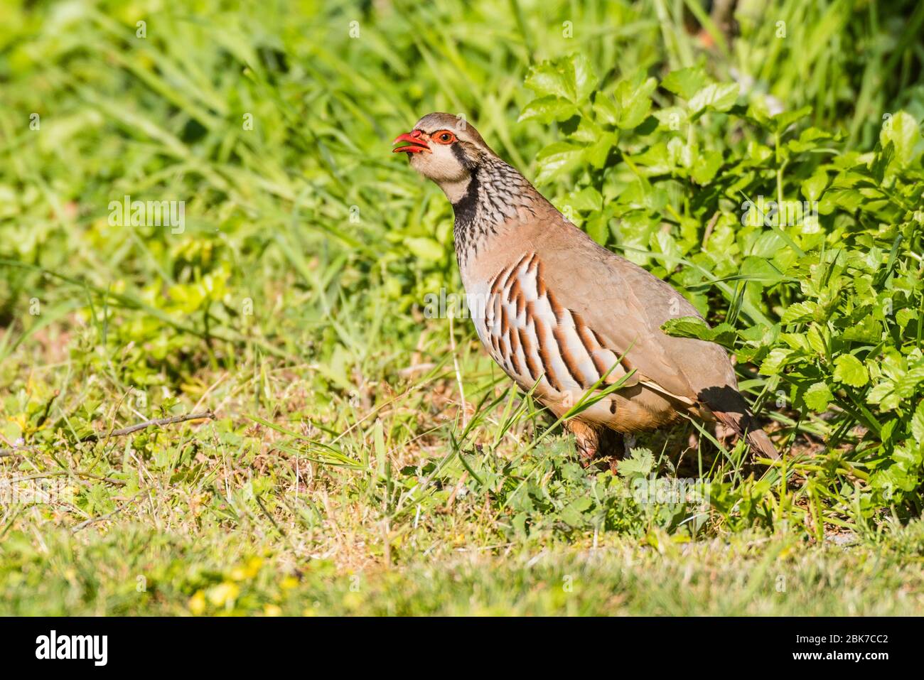 A Red-legged or French Partridge (Alectoris rufa) in the Uk Stock Photo ...