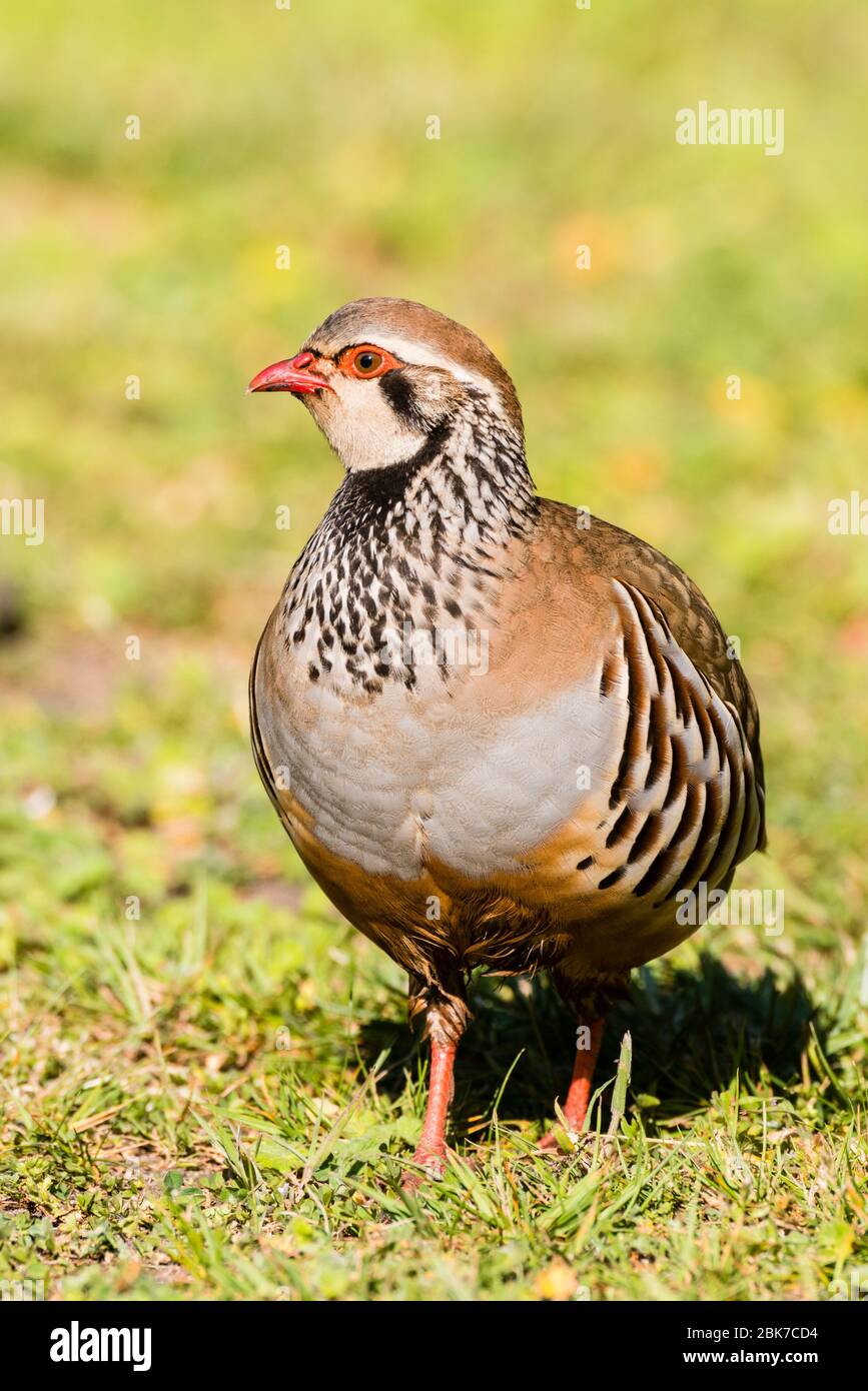 A Red-legged or French Partridge (Alectoris rufa) in the Uk Stock Photo ...