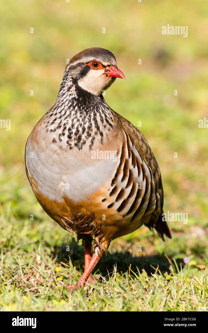Red legged partridge uk hi-res stock photography and images - Alamy