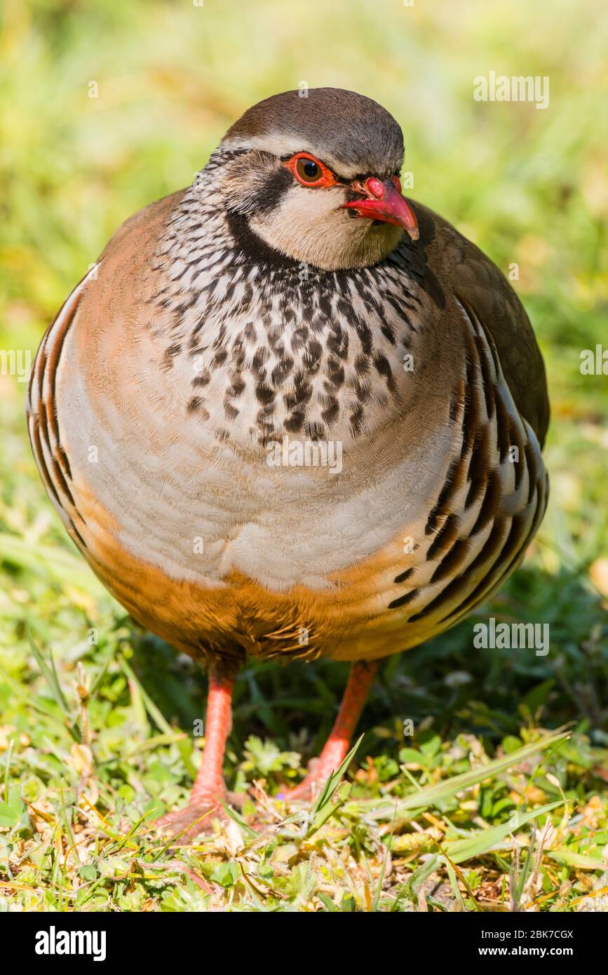 A Red-legged or French Partridge (Alectoris rufa) in the Uk Stock Photo ...