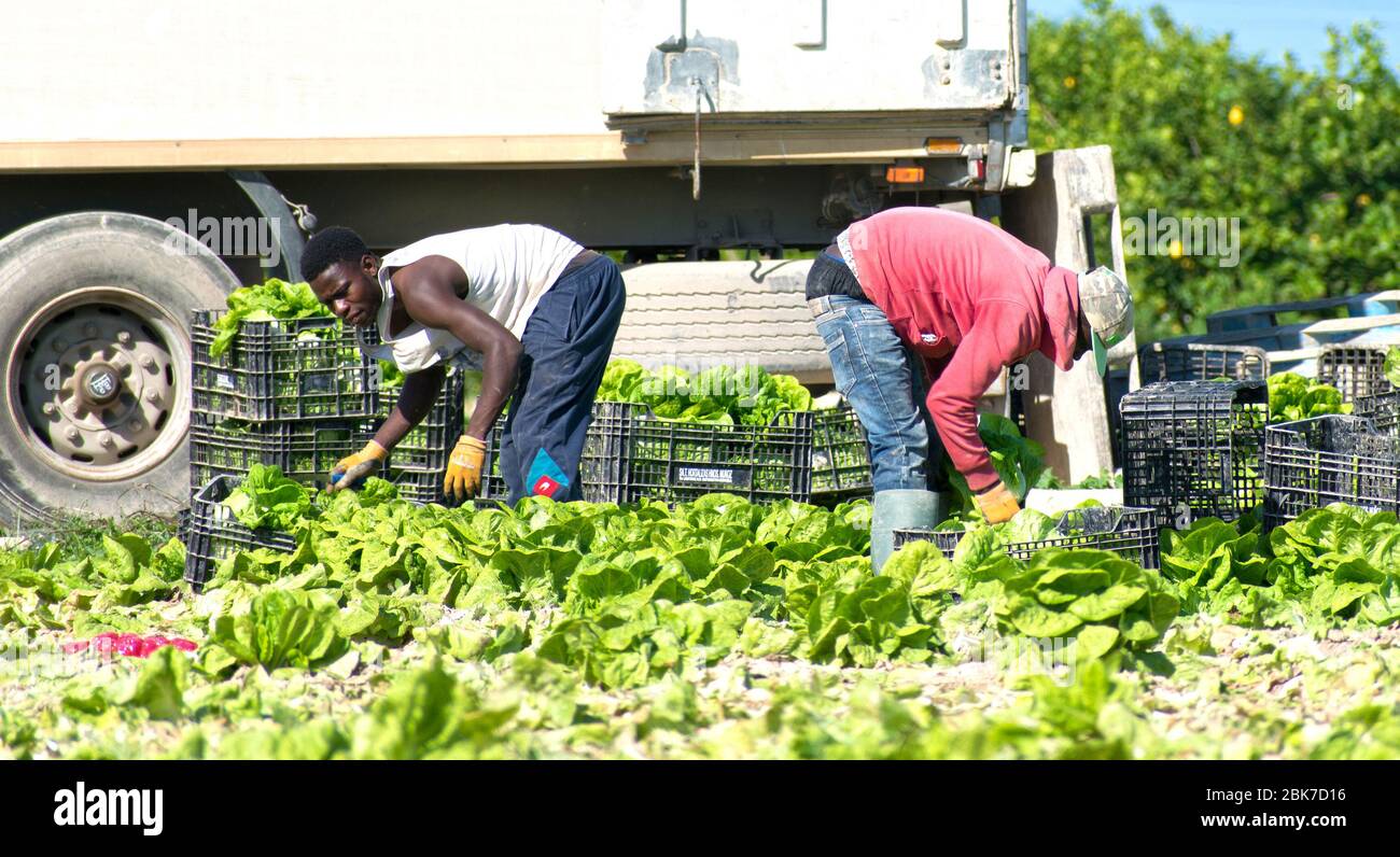 Murcia, Spain, May 2, 2020: Farmers suply during Coronavirus lock down ...