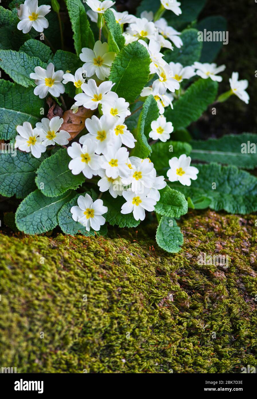 Wild primrose hi-res stock photography and images - Alamy