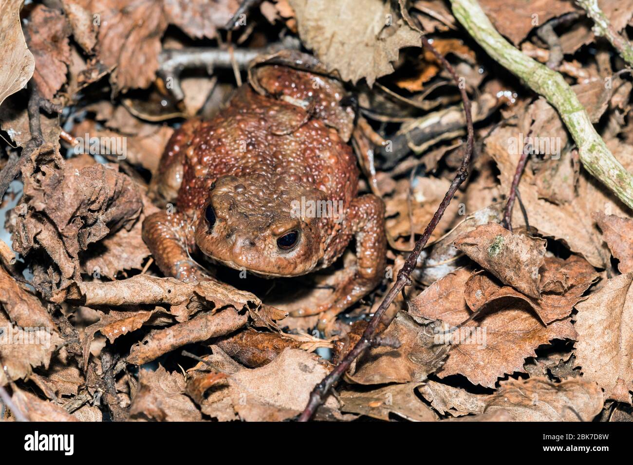 Parotid glands hi-res stock photography and images - Alamy