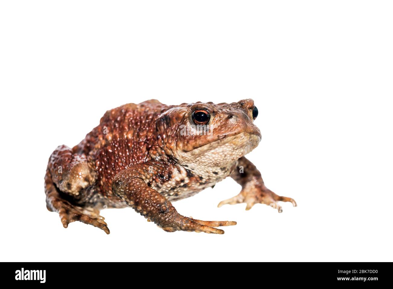 Isolated eye level image against white background of common toad, Bufo ...