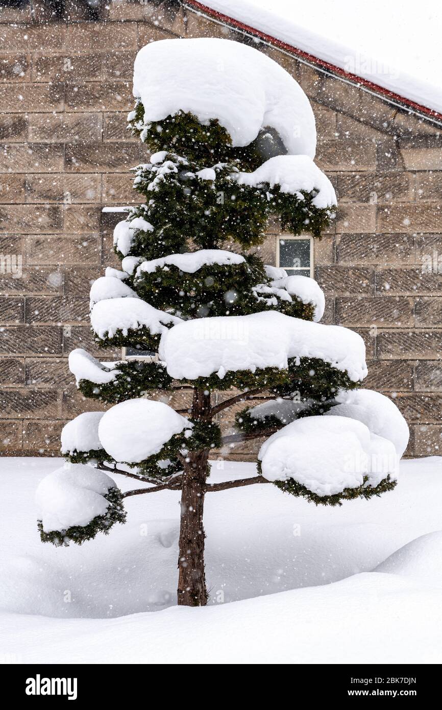 Heavy tree hi-res stock photography and images - Alamy