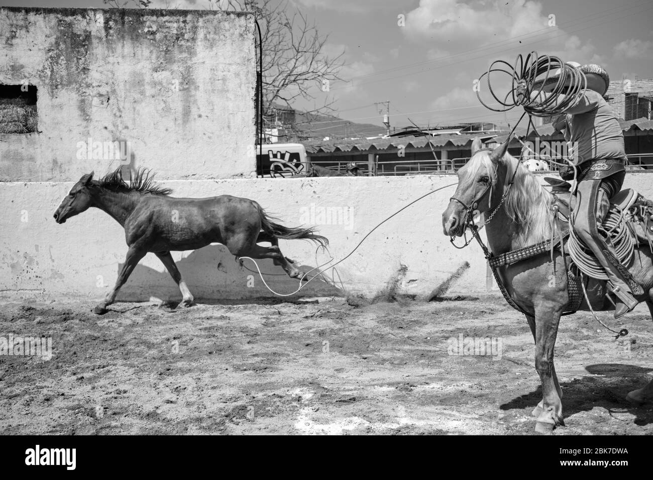 Mexican cowboy trying to catch and knock down with a lasso, a galloping ...