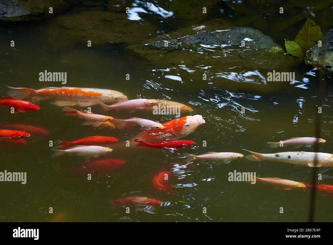 Decorative Carp swimming in outdoor koi pond Stock Photo - Alamy