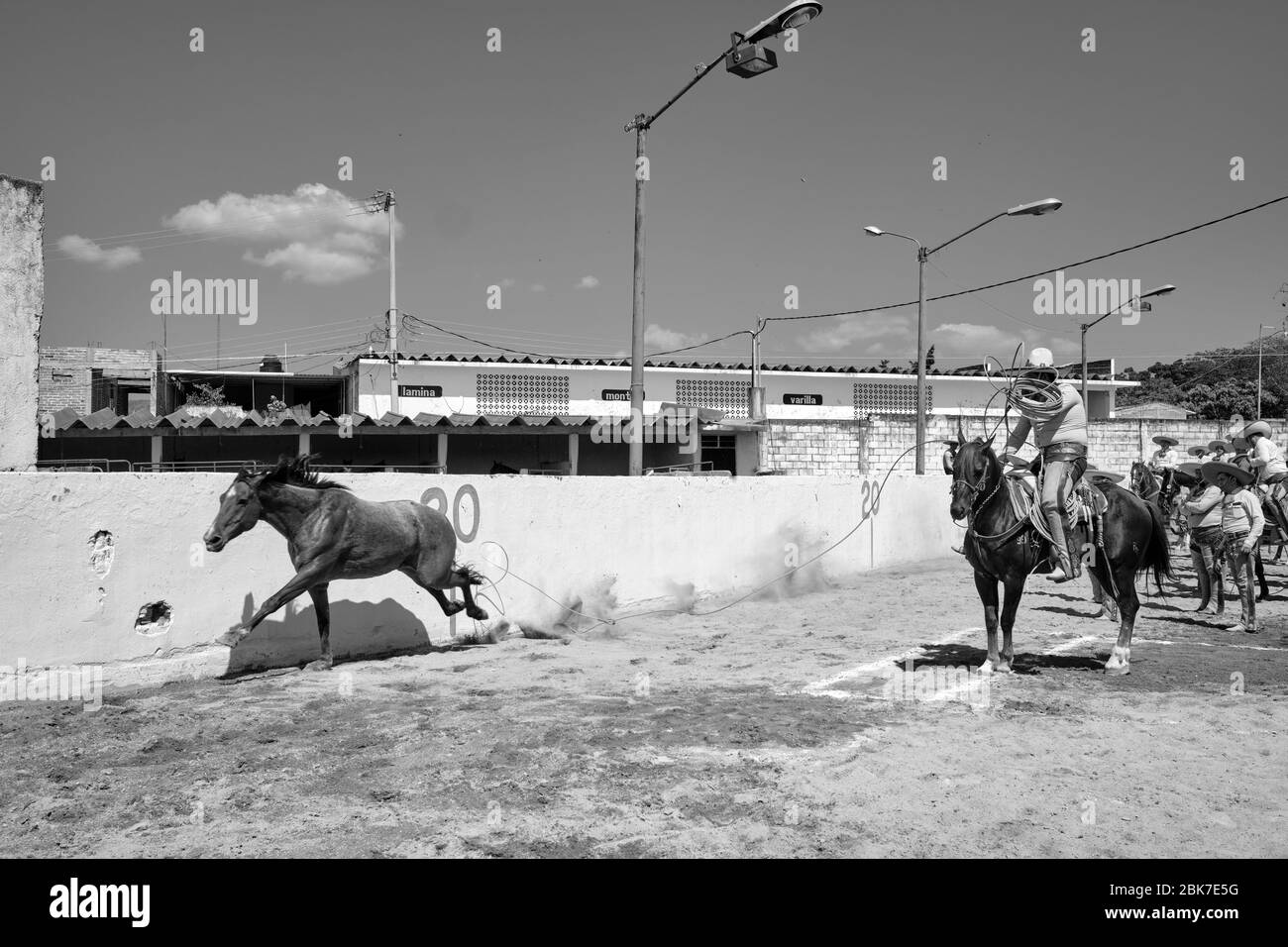 Mexican cowboy trying to catch and knock down with a lasso, a galloping ...