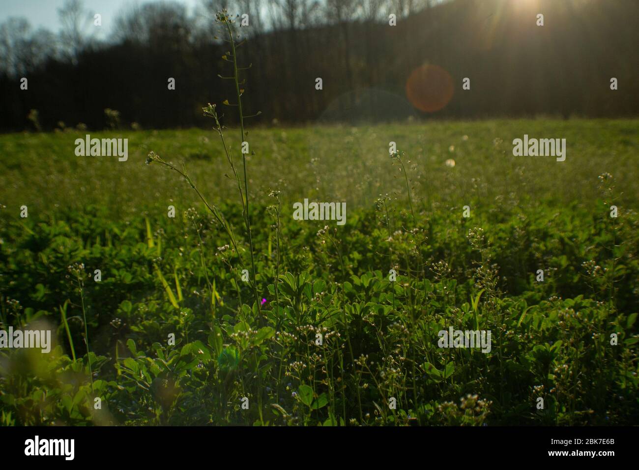 Beljanica hi-res stock photography and images - Alamy