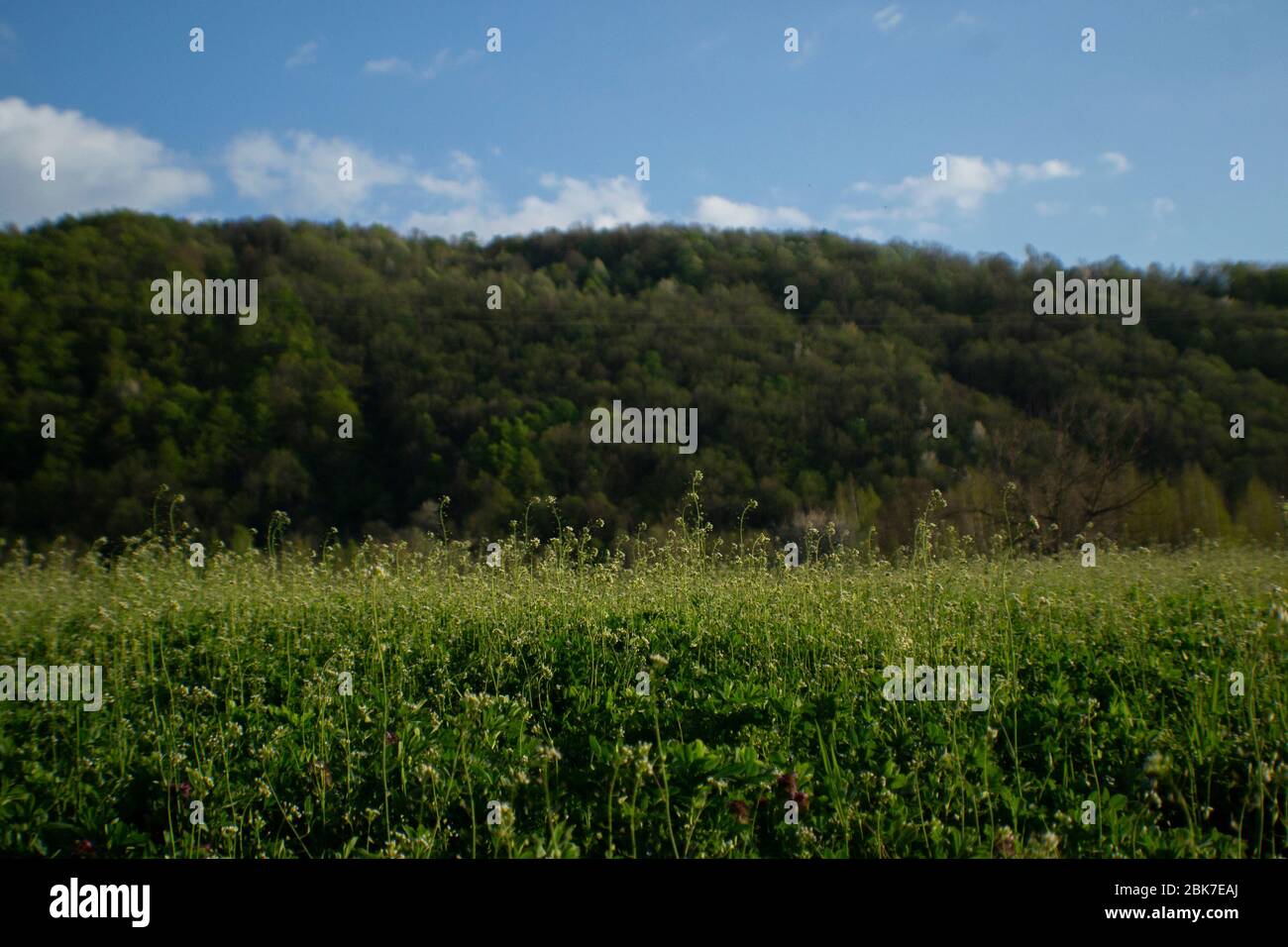 Spring on mountain Beljanica, Serbia Stock Photo - Alamy