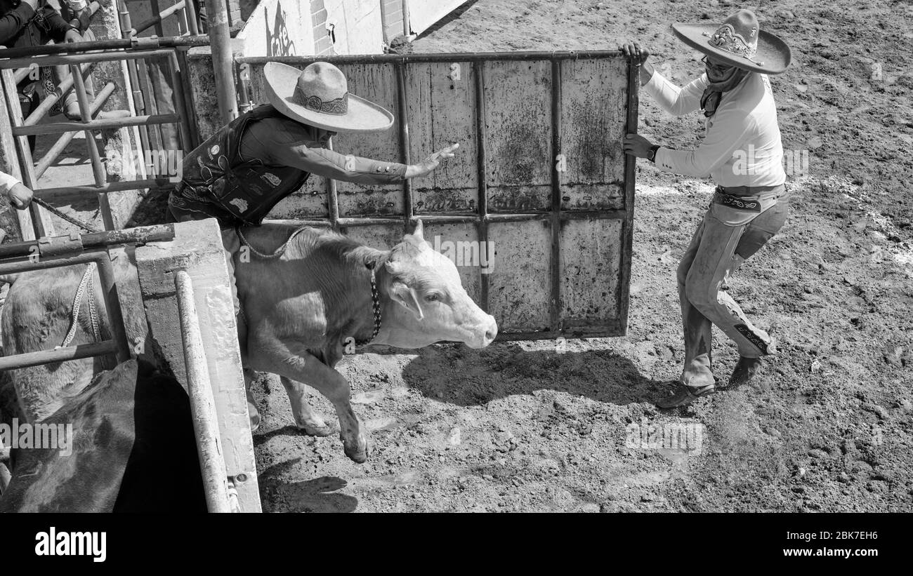 Mexican cowboy riding a bull during one of the events of a "charreria ...