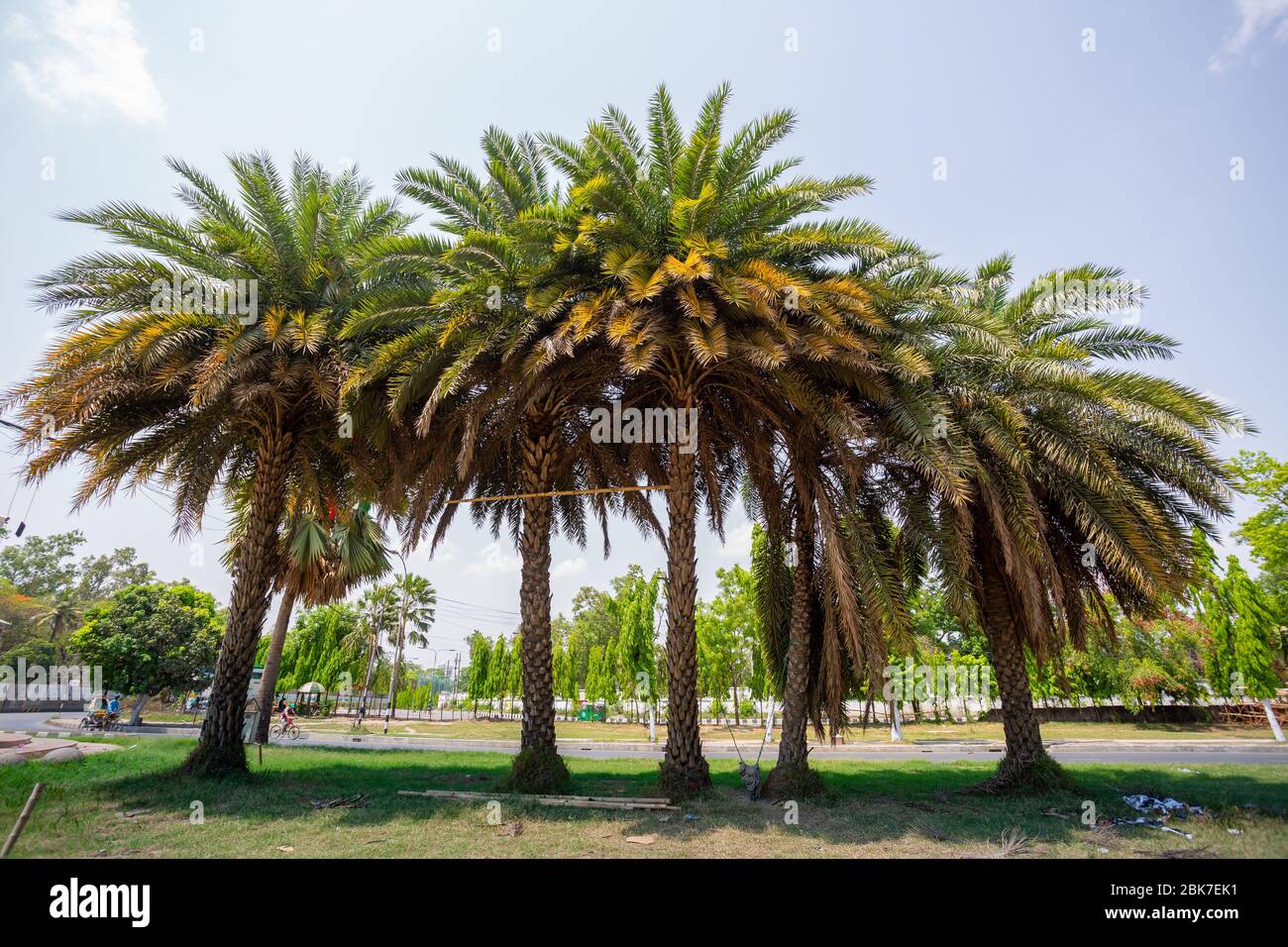 Rows of five Date palm trees on the side of Bijoy Sarani Road at Dhaka ...