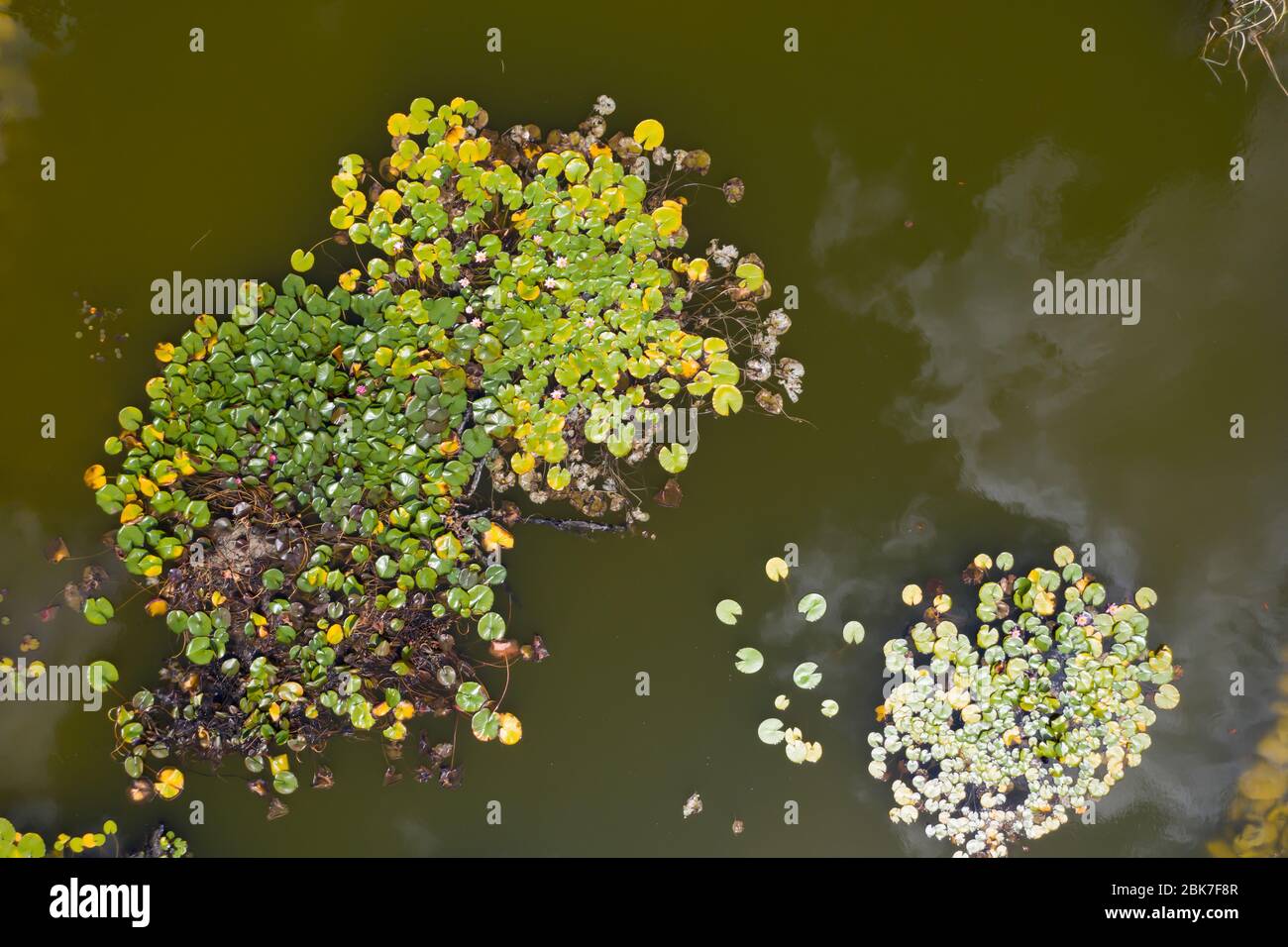 Aerial view of small pond on a summer day Stock Photo - Alamy