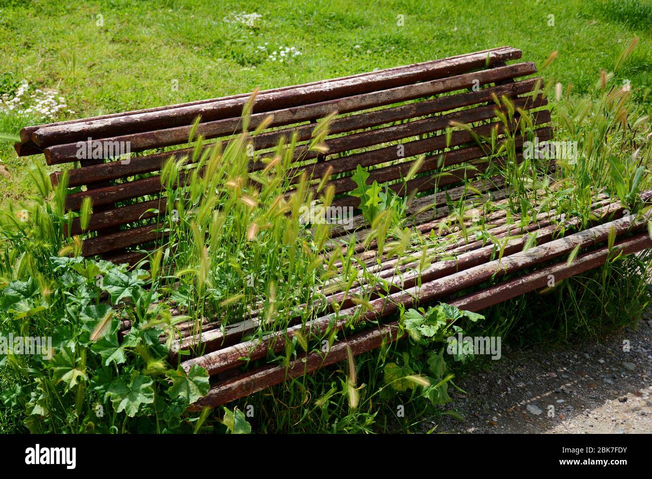 old wooden bench in the park full of plants Stock Photo - Alamy
