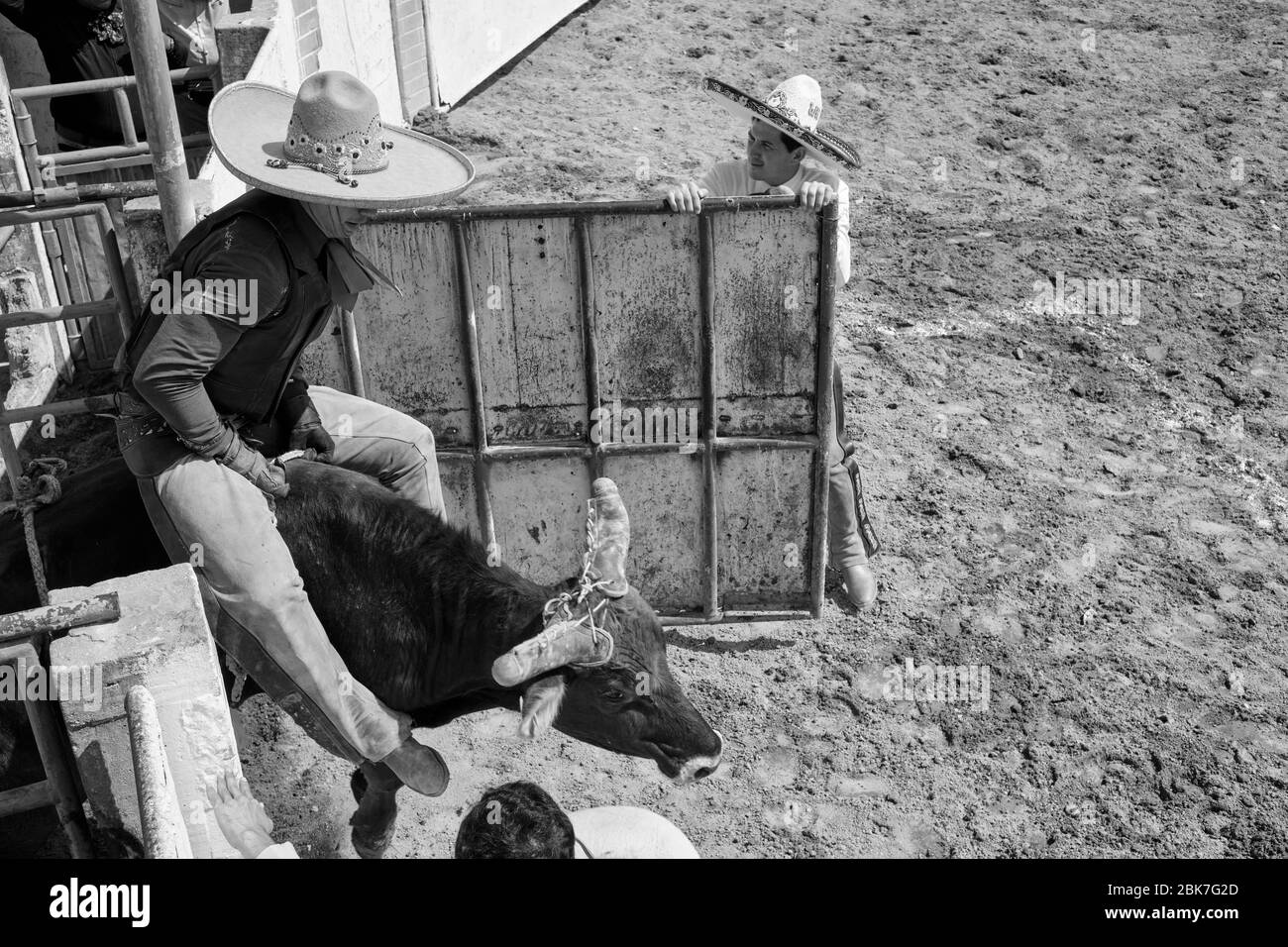 Mexican cowboy riding a bull during one of the events of a "charreria ...