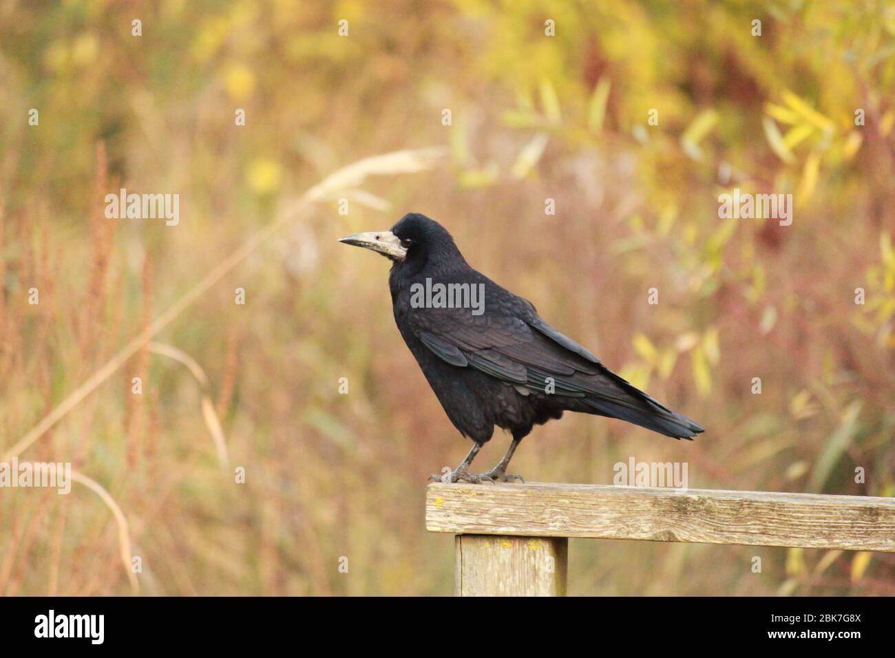 Rook (Corvus frugilegus) perched on a fence Stock Photo - Alamy