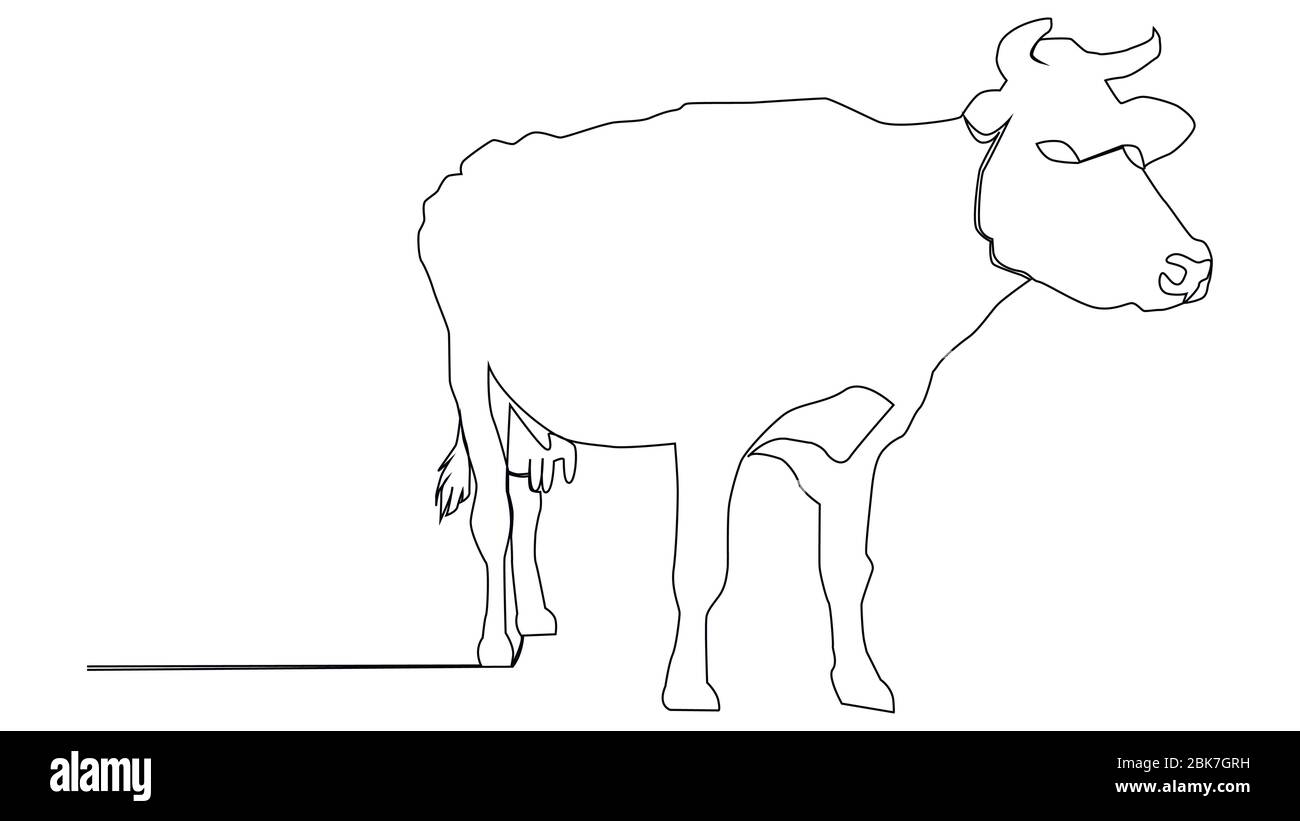 continuous line A beautiful cow is standing. Drawing black thin line on ...