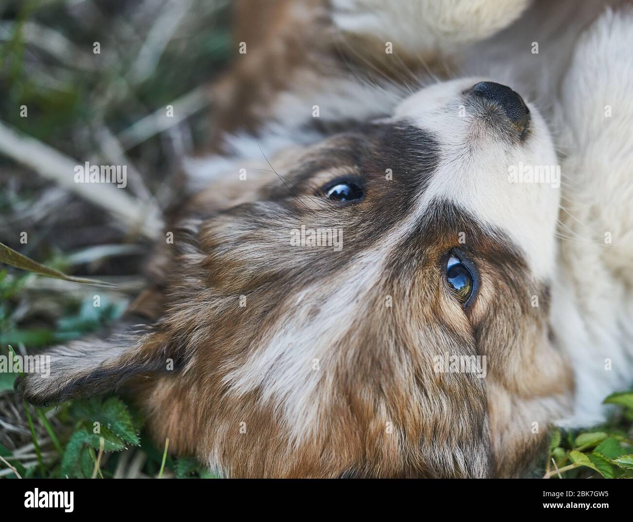 Puppy resting in the grass. Close up photo Stock Photo - Alamy