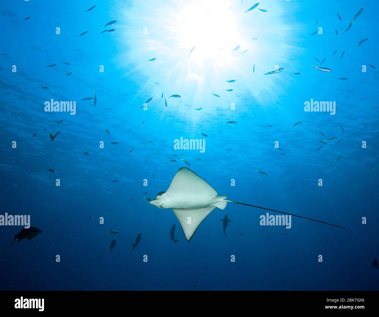 Gefleckter Adlerrochen (Aetobatus narinari), Indischer Ozean, Malediven ...