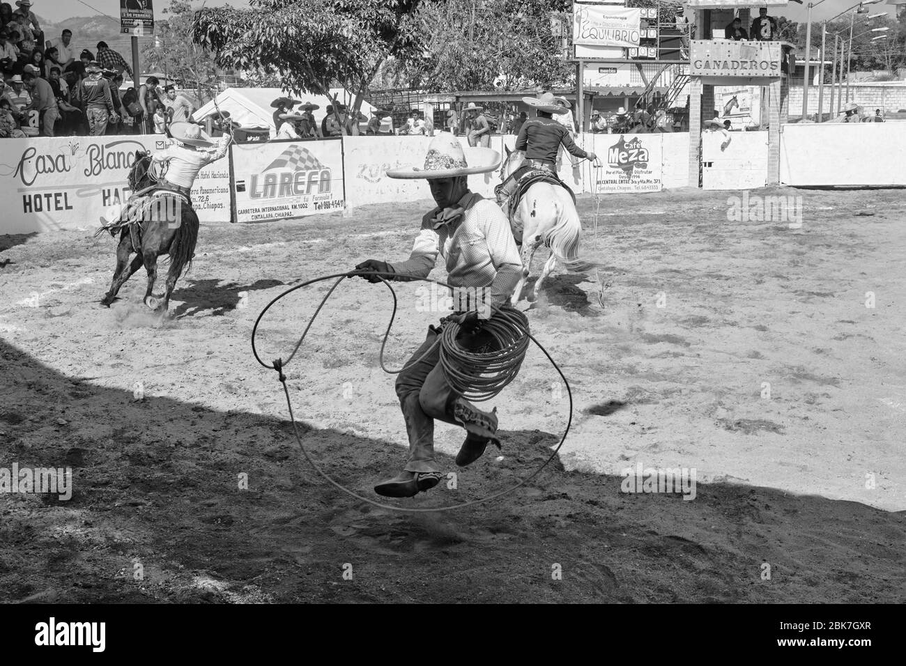 Mexican cowboy trying to catch and knock down with a lasso, a galloping ...