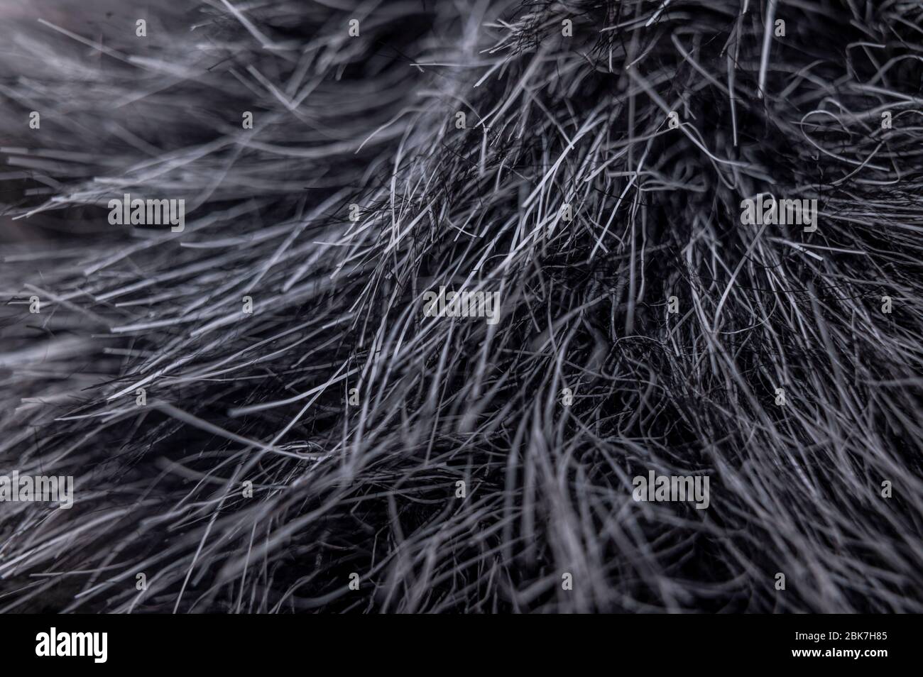 Fur texture of fox, silver color close-up background. Silver fox fur ...