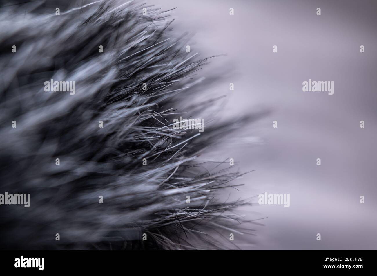 Fur texture of fox, silver color close-up background. Silver fox fur ...