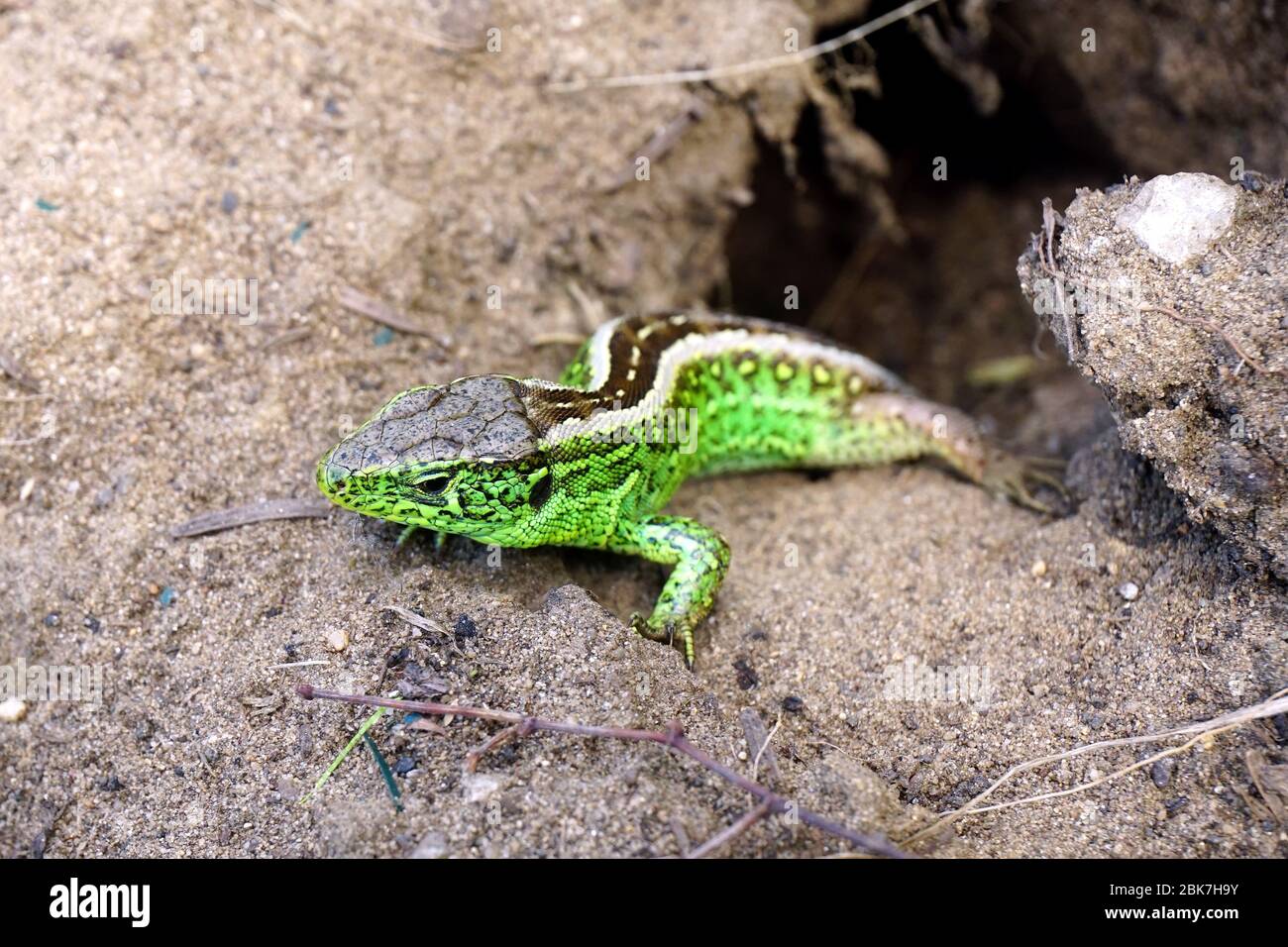 Zauneidechse Lacerta Agilis Sand Lizard High Resolution Stock Photography and Images - Alamy