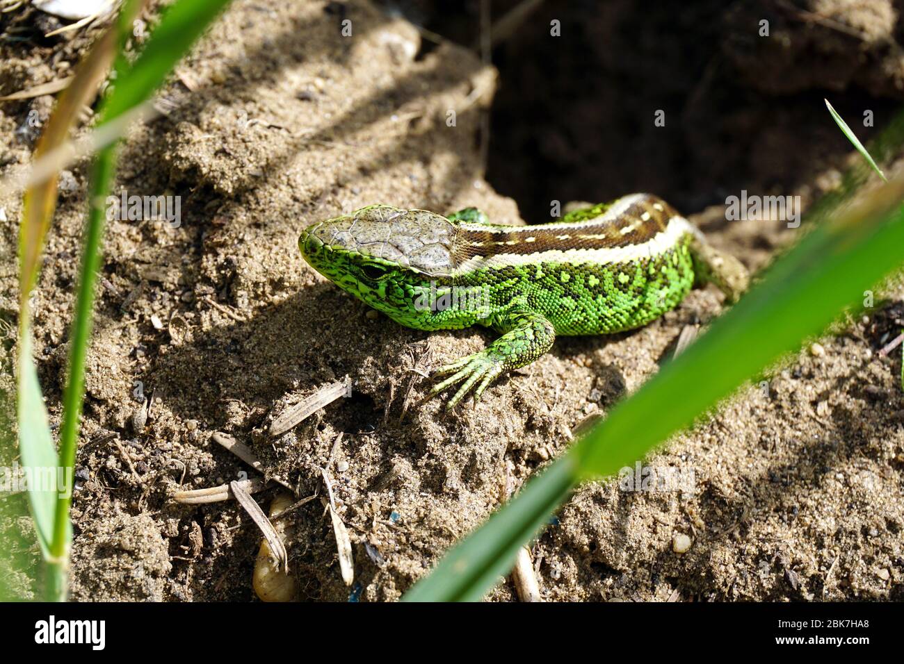 Zauneidechse Lacerta Agilis Sand Lizard High Resolution Stock Photography and Images - Alamy