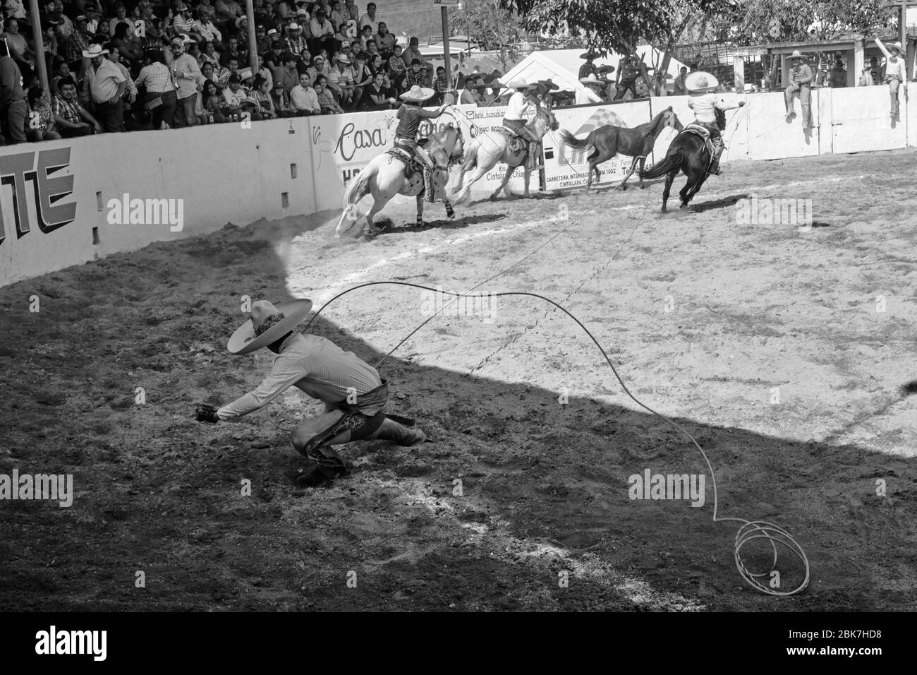 Mexican cowboy trying to catch and knock down with a lasso, a galloping ...