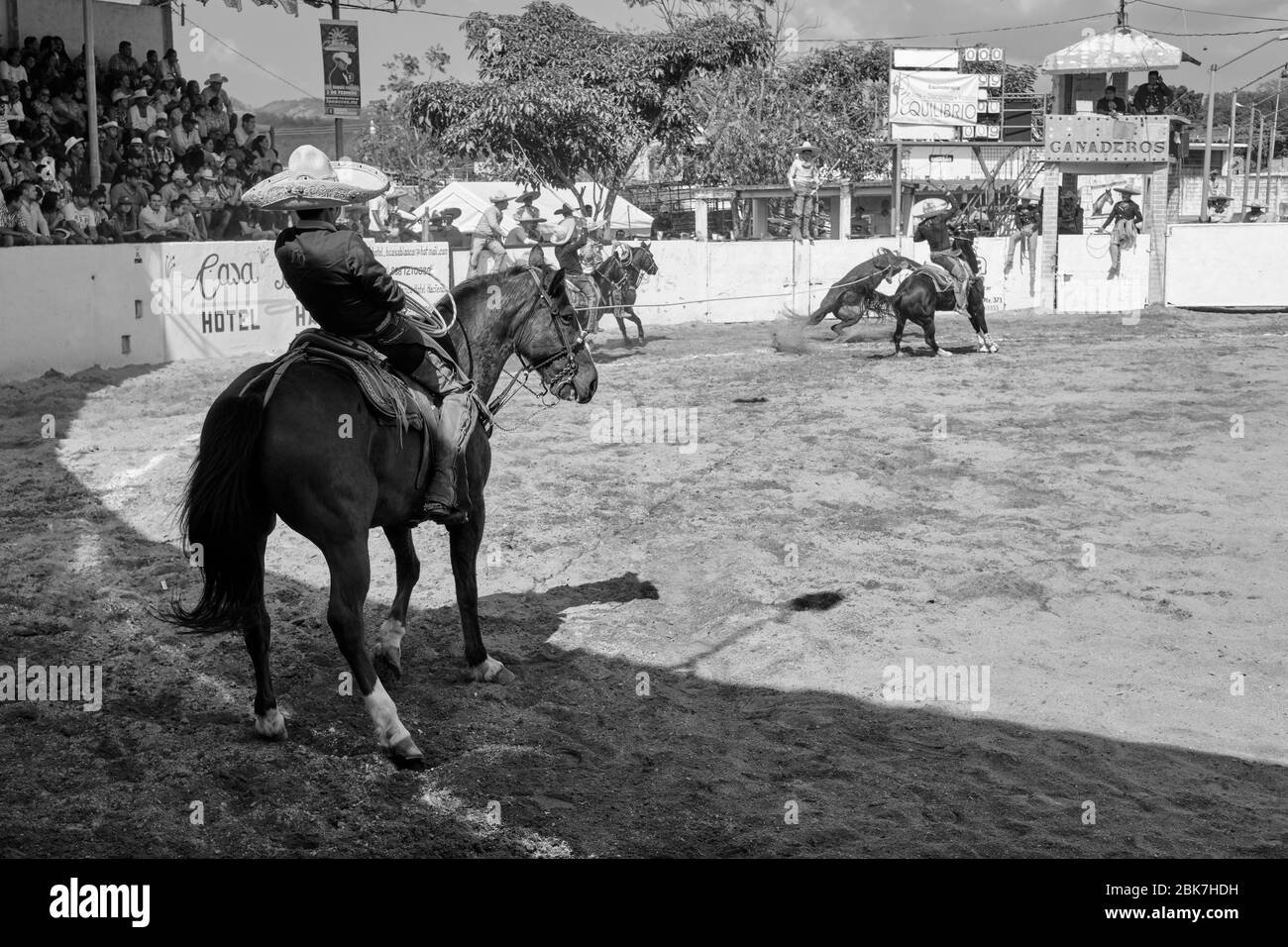 Mexican cowboy trying to catch and knock down with a lasso, a galloping ...