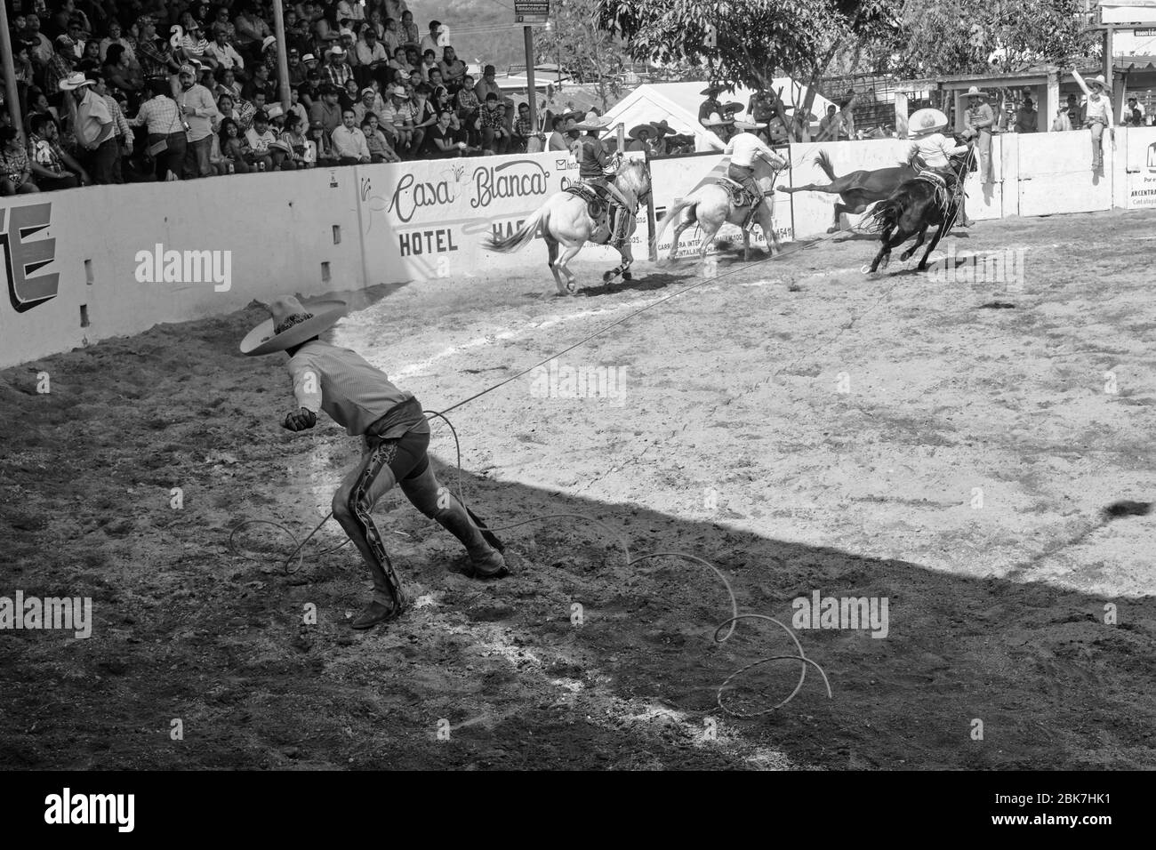 Mexican cowboy trying to catch and knock down with a lasso, a galloping ...