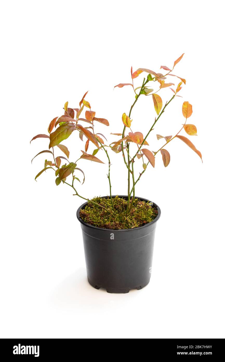 Baby blueberry plant in flower pot isolated on a white Stock Photo - Alamy