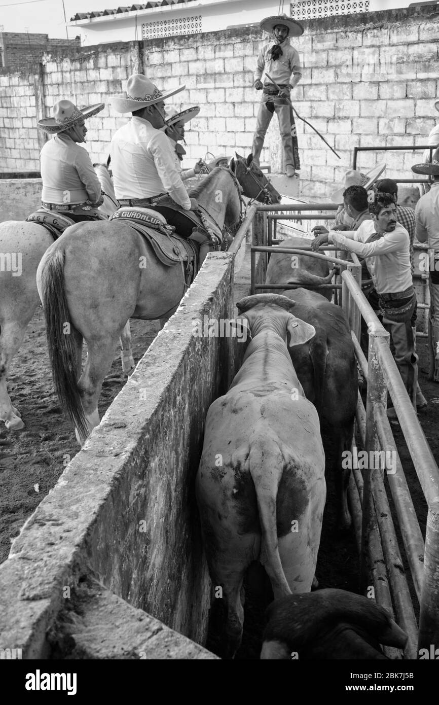 Mexican cowboys preparing a bull for one of the events during a ...