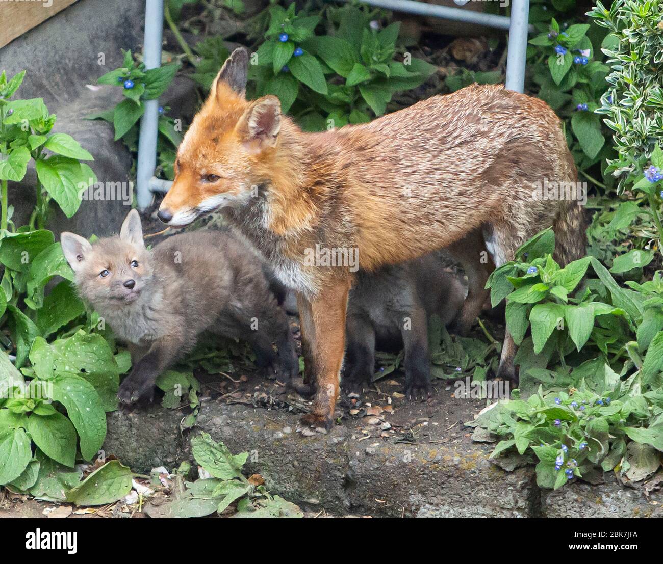 Red fox with her cubs Stock Photo - Alamy