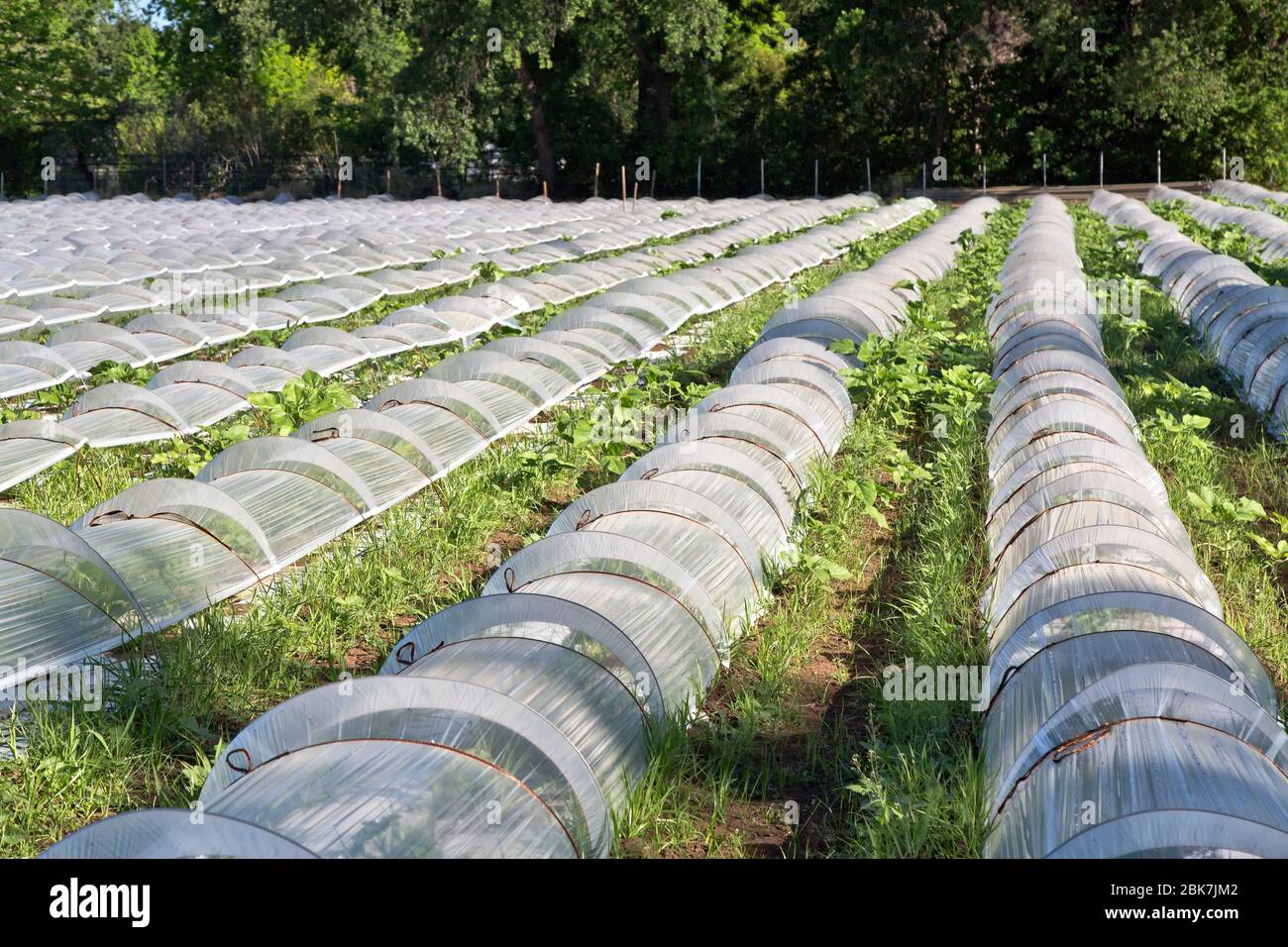 Mini greenhouses, propagating vegetable seeds, morning light Stock ...