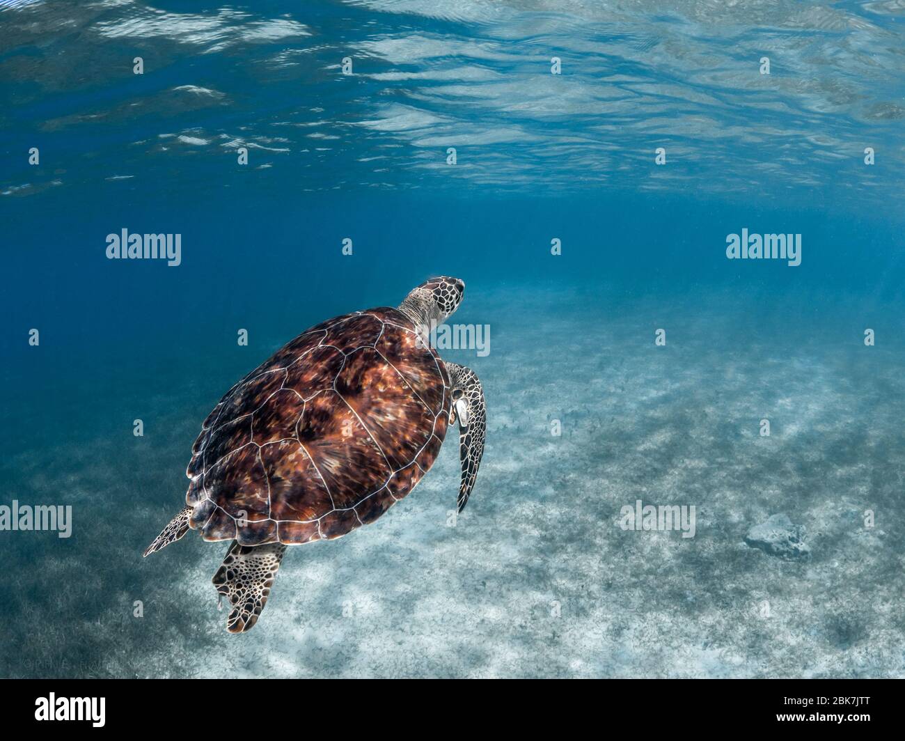 Green turtle swimming to surface in blue water Stock Photo - Alamy