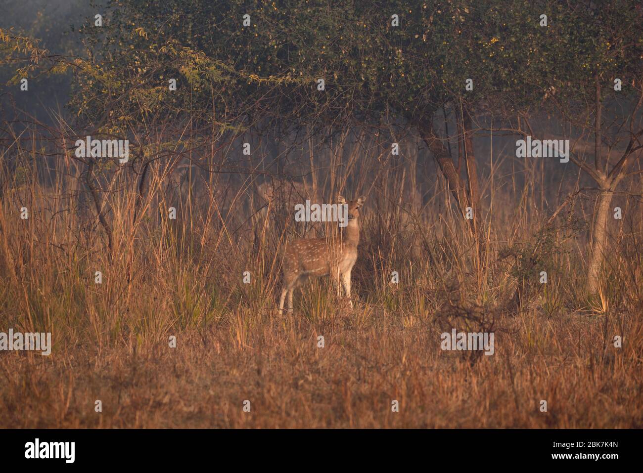 Nilgai silhouette hi-res stock photography and images - Alamy