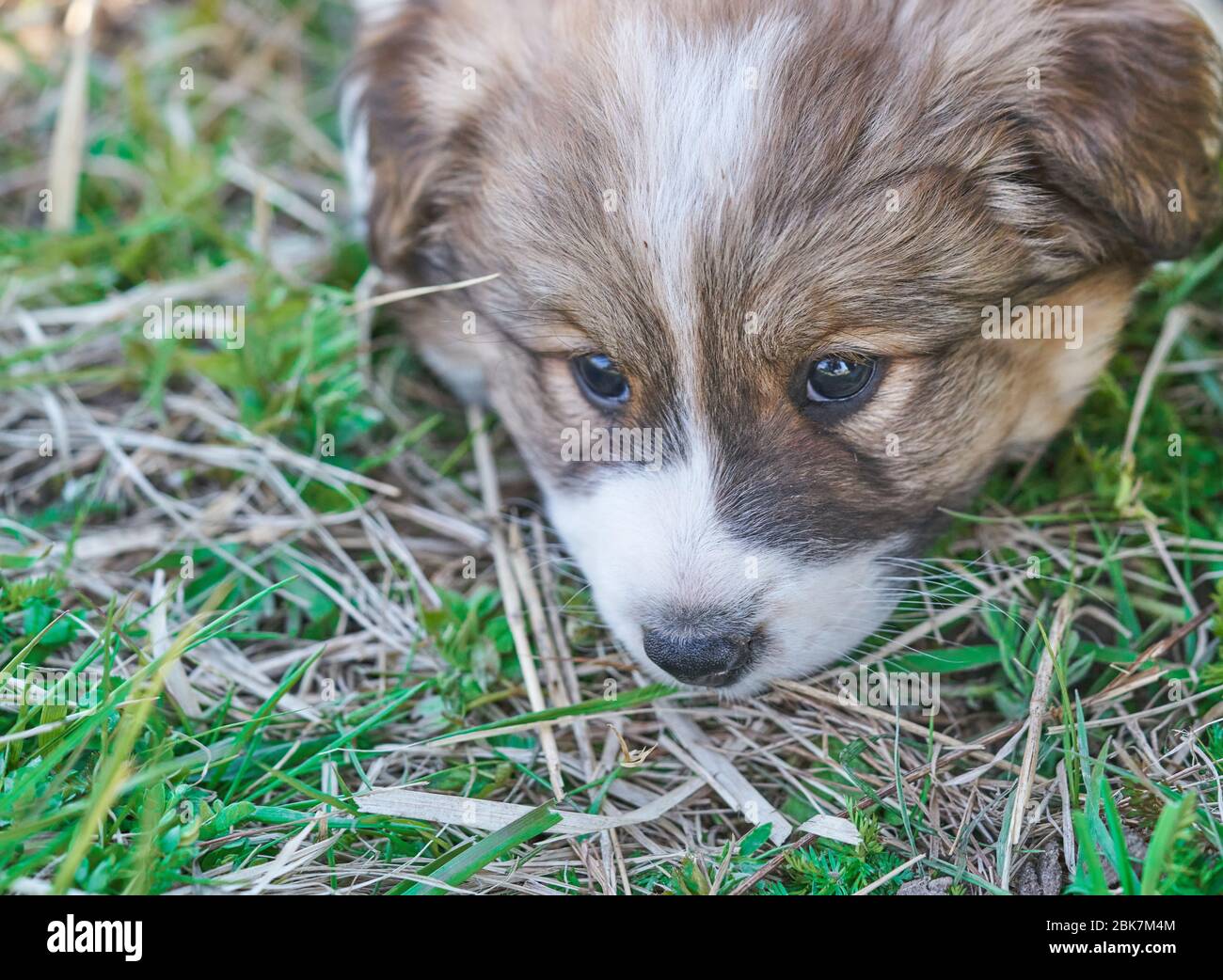 Puppy resting in the green grass. Close up photo Stock Photo - Alamy