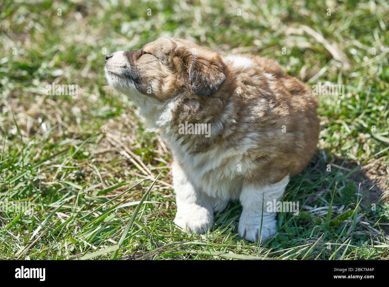 Puppy resting in the green grass. Close up photo Stock Photo - Alamy