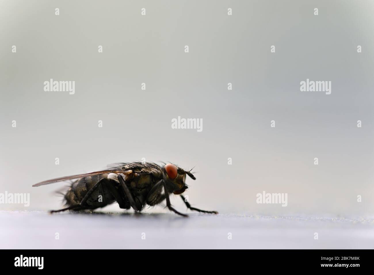 Insects close up. Beautiful macro shot of a fly Stock Photo - Alamy
