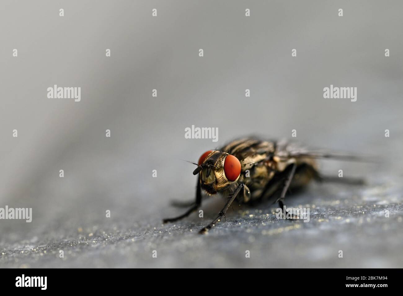 Insects close up. Beautiful macro shot of a fly Stock Photo - Alamy