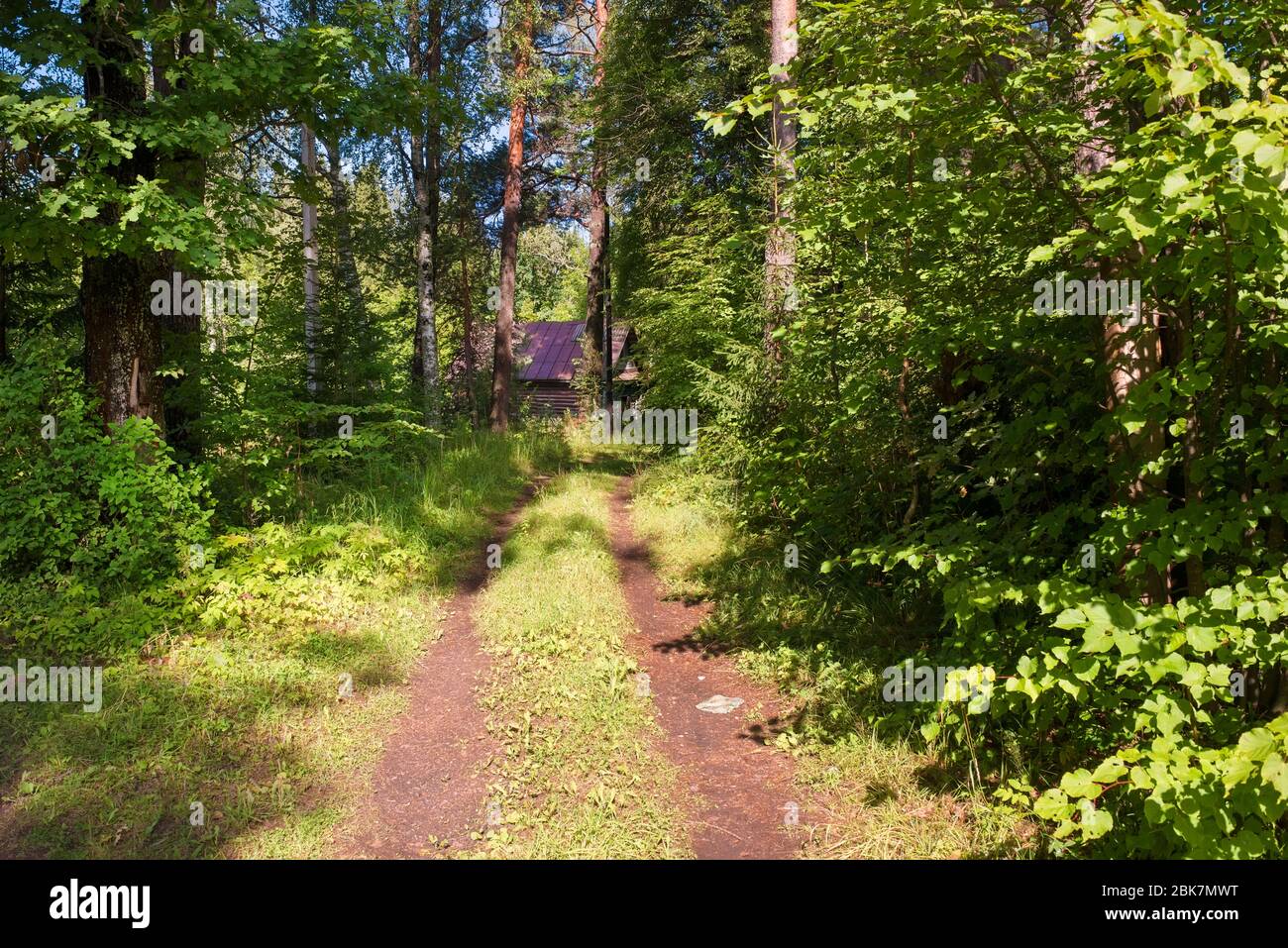 Road - track through the forest to the village Stock Photo - Alamy